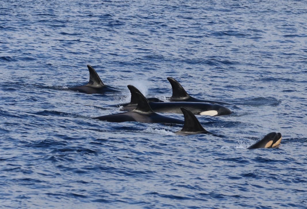 Where Australians can spot killer whales year-round | Esperance Weekender