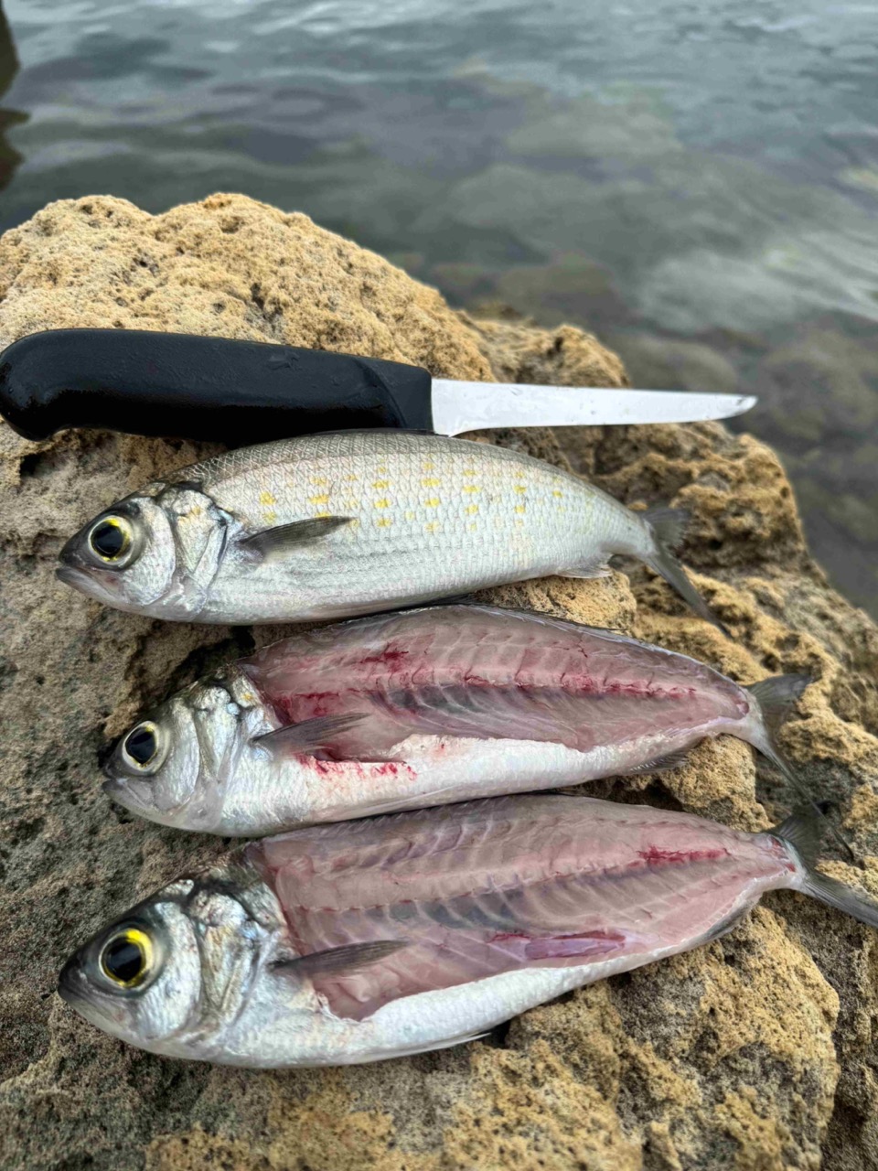 Skeletons wanted to help scientists with research - Esperance Weekender