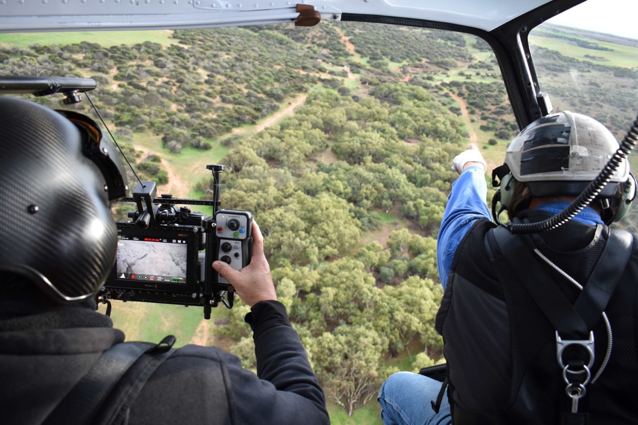 Aerial deer cull in Esperance starts | Esperance Weekender