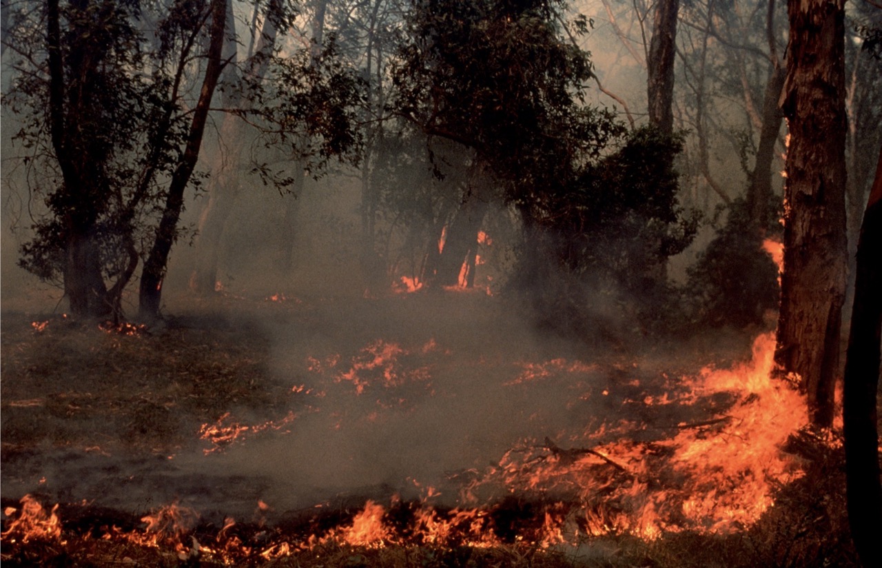 Wood chips under fire | Esperance Weekender