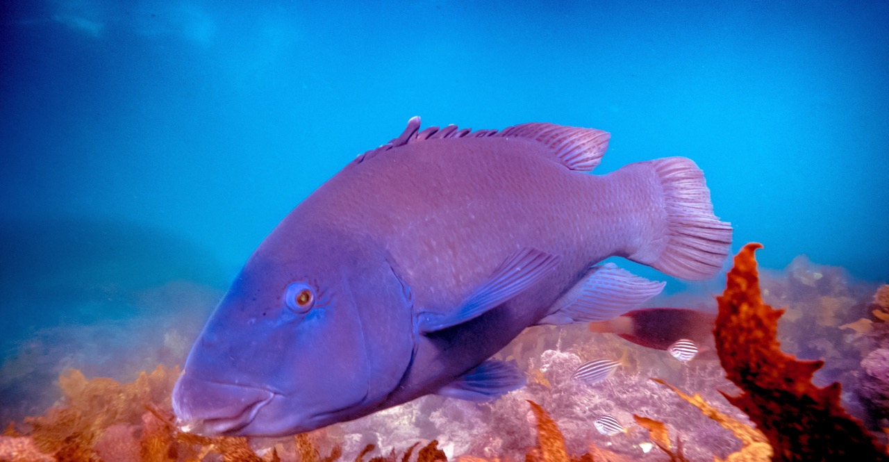 Council wants better fish data | Esperance Weekender